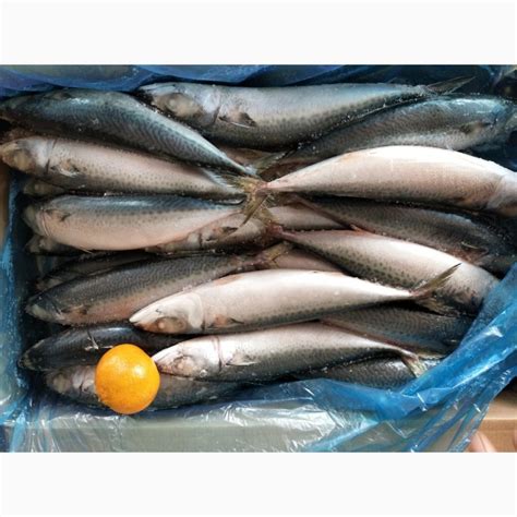 Продаю замороженную скумбрию, купить замороженную скумбрию, Киев — Agro ...