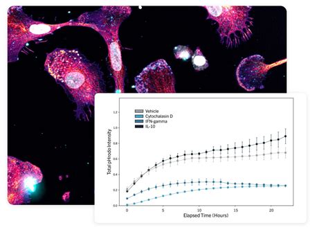 R2g Microglia Phagocytosis Assay Services