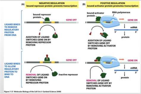 Mcb Module Flashcards Quizlet Mcb Module Flashcards Quizlet