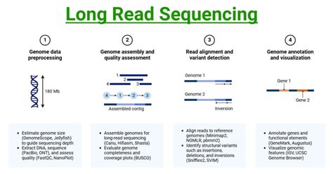 Long Read Sequencing Principle Types Process Uses