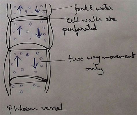 Phloem Transport Flow From Source To Sink Long Distance Transport