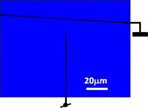 Optical Microscope Textures Of The Toluene Dispersion Of Short Thin Download Scientific