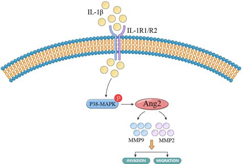 Schematic Diagram Of Il 1β Regulating The Invasion And Migration Of