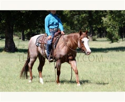 Susan Warnock Archives