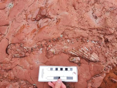 P E I School Teacher Stumbles Upon Fossil That May Be 300 Million
