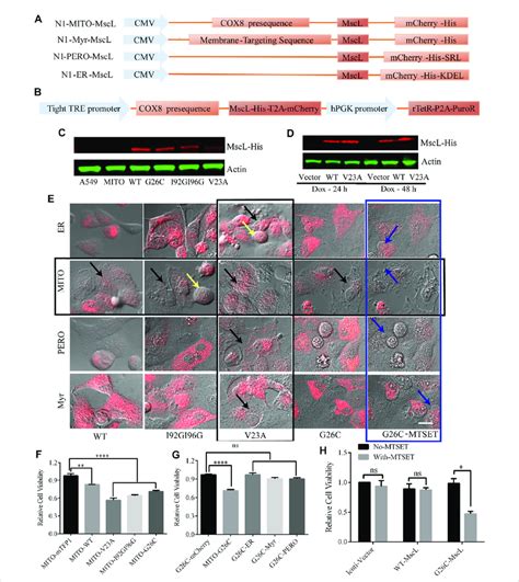 Subcellular Expression And Doxycycline Inducible Expression Of Mscl