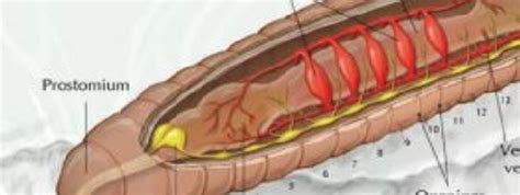 Dissection Flashcards Quizlet Dissection Flashcards Quizlet