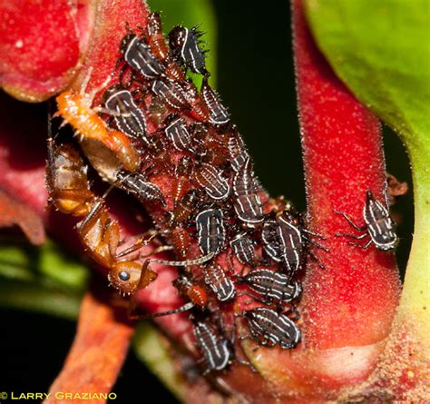 Treehopper Nymphs Project Noah Treehopper Nymphs Project Noah