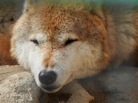 Steppe Wolf | SIMILAR BUT DIFFERENT IN THE ANIMAL KINGDOM