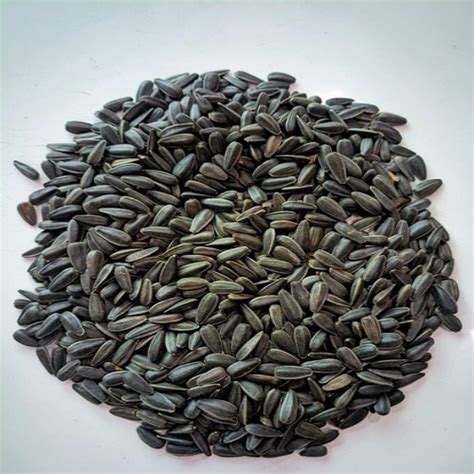 Sunflower Seeds At Best Price In Ahmedabad Gujarat Sumeru Tradelink