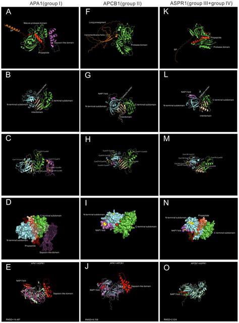 AlphaFold Predicted Structure Models Of Group I IV A D Group I Download Scientific Diagram