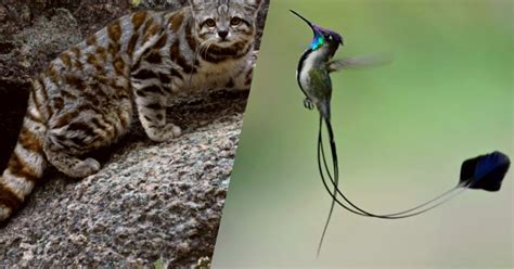 Diez Especies De Animales Peruanos Están En Peligro De Extinción Infobae