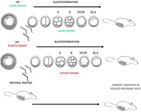 In Vitro Fertilization Embryos