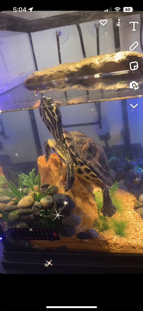 Breed And Sex Of Turtle R Turtle