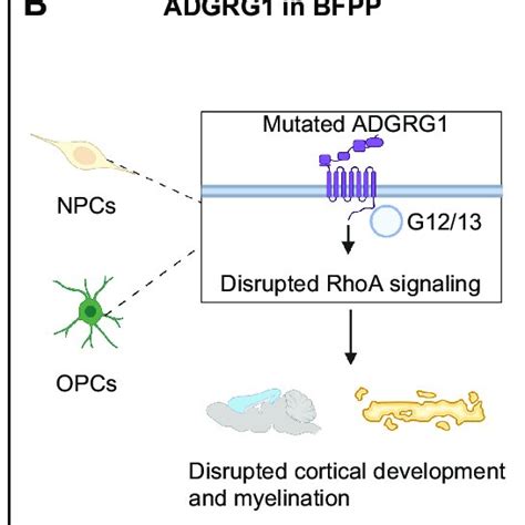 Pdf Adhesion G Protein Coupled Receptors Structure Signaling Physiology And Pathophysiology