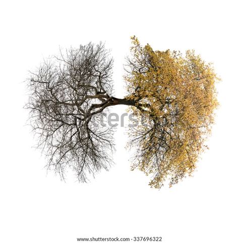 Tree Lungs Isolated On White Stock Photo Shutterstock