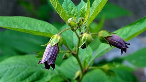 Deadly Nightshade Atropa Belladonna Woodland Trust