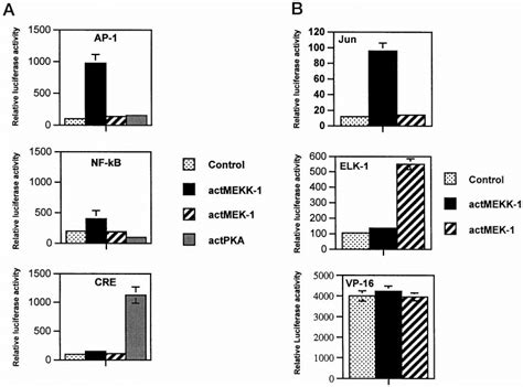 Overexpression Of Active Mekk 1 Or Mek 1 Results In A Selective Pattern