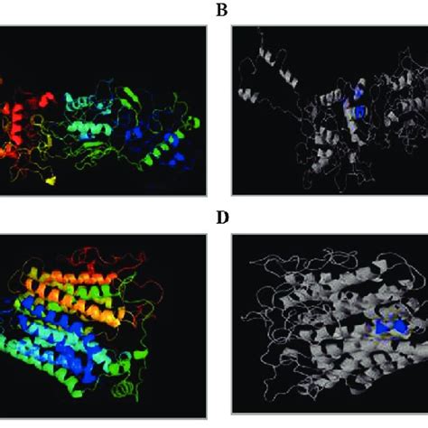 Visualization Of 3d Models Of Protein A Pymol Image Of Ribbon Download Scientific Diagram