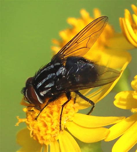 Graphomya Bugguidenet