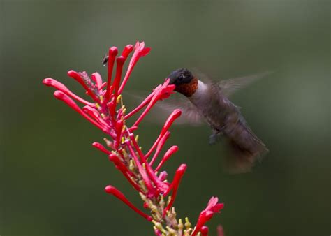 Buy Red Buckeye For Sale Online Direct Native Plants