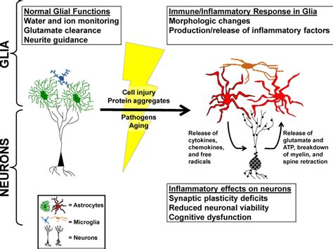 Microglia And Astrocytes
