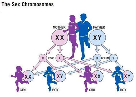 Gender Maths And The Genetics Behind It By Mkpouto Pius Medium