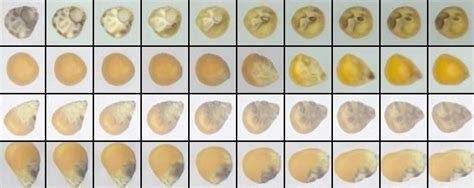 Corn Seeds Dataset