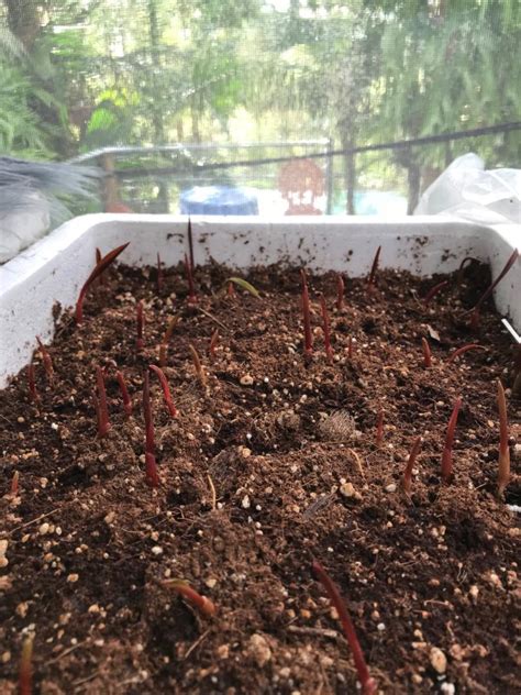 Germinating A Few Palm Seeds Discussing Palm Trees Worldwide Palmtalk