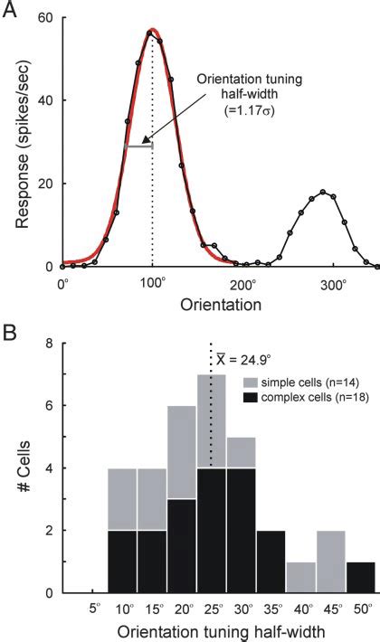 Orientation Tuning In Ferret Primary Visual Cortex A Download