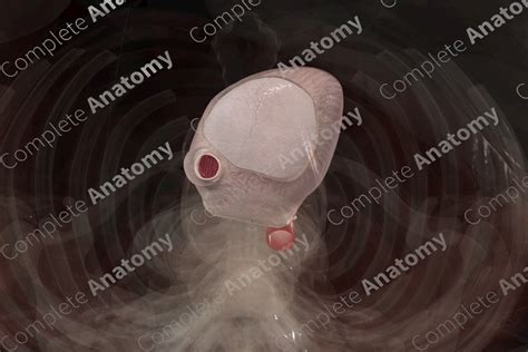 Heart And Pericardium Complete Anatomy