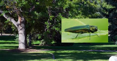 Lakewood Confirms First Case Of Invasive Tree Killing Beetle Infestation