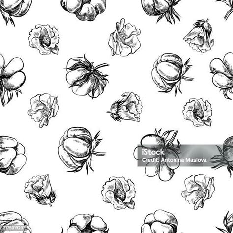 면은 유기농입니다 완벽 한 흑인과 백인 패턴 Cotton Boxes And Flowers의 형태로 그래픽 벡터 일러스트레이션 흰색 배경에 포장 섬유 라벨 인쇄용 0명에 대한