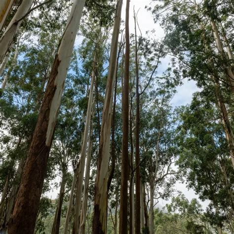 Stringybark Private Forest Tasmania