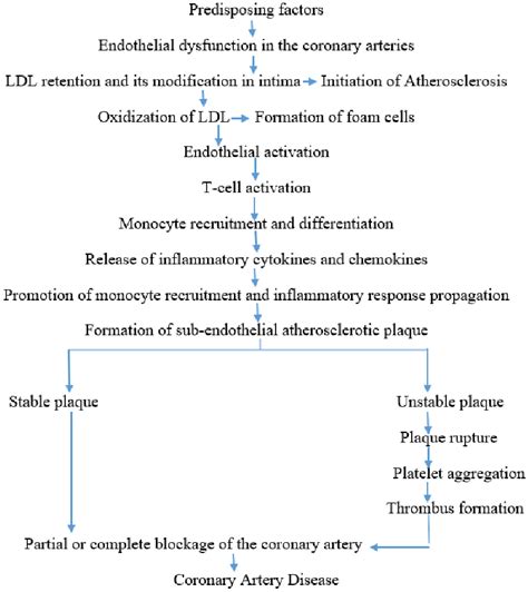 Flowchart Of Pathophysiology Of Cad Designed By Auhtors Download Scientific Diagram