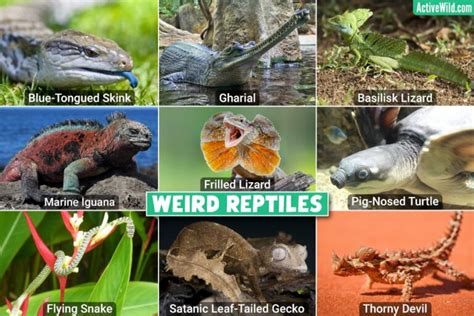 Weird Reptiles List Of The Weirdest Reptiles Pictures And Interesting