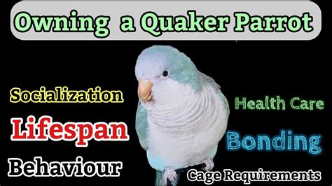 Comprehensive Guide To Owning A Quaker Parrot