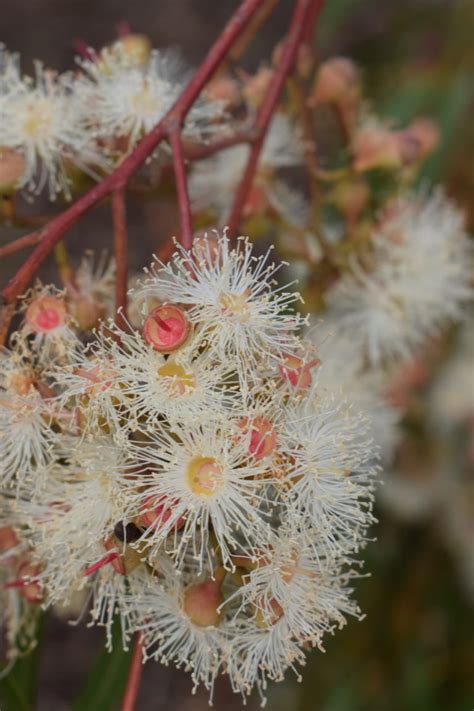 Eucalyptus Citriodora 40 Seeds Trigg Plants