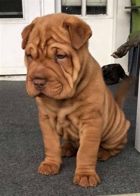 7 Dog Breeds With Fat Rolls Dogs With Wrinkly Body Artofit