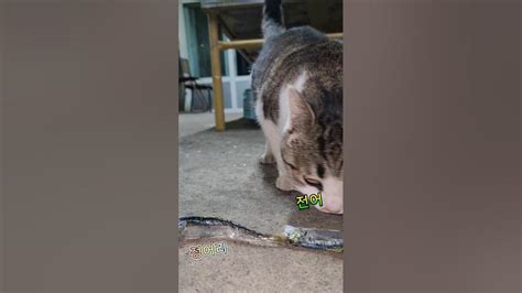 그녀의 선택은 역시 남해 바다 먹방 고양이 정어리 Youtube
