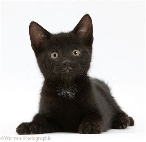 Dreams About Black Kittens At Rachel Molloy Blog