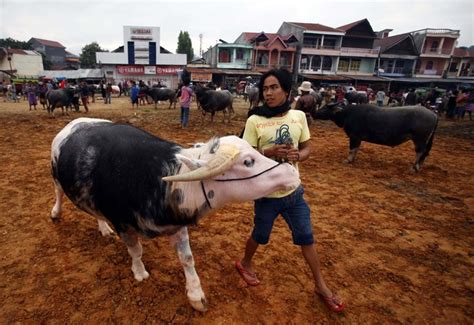 9500 Ton Daging Kerbau India Siap Masuk Ri Akhir Bulan Ini