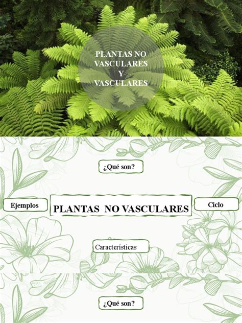 Ejemplos De Plantas No Vasculares