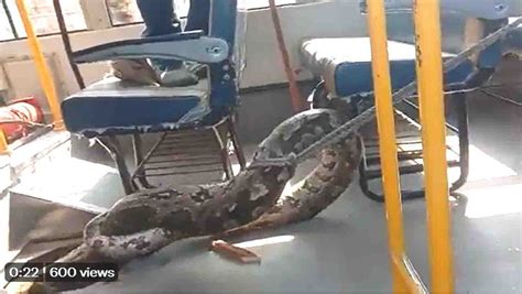 Huge Python Crawls Inside School Bus In UP Rescued By Forest Officials