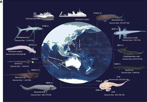 Deep Sea S Characteristics
