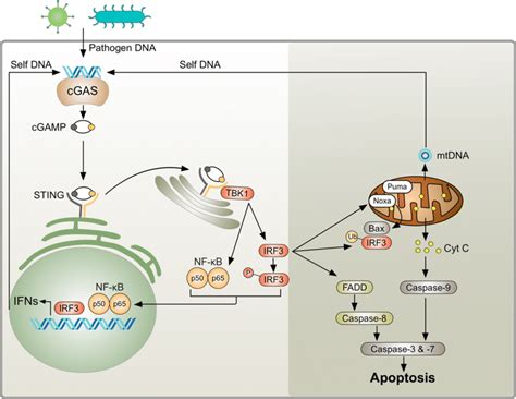 The Dichotomous Roles Of Sting Dependent Signaling Exogenous Dna Or