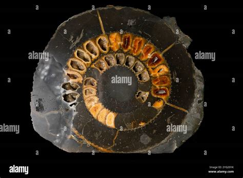 Extinct Ammonite Mollusc Speetoniceras Sp Fossil Ammonites Were