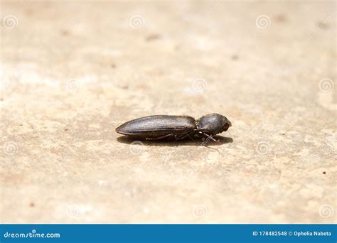A Click Beetle Playing Dead By Tucking In Its Legs And Antennae Stock