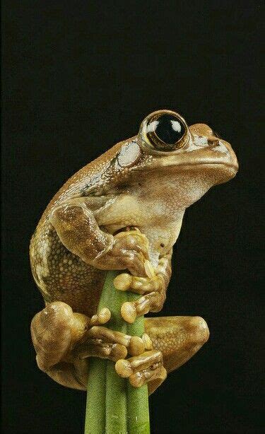 Peacock Frog On Treetop