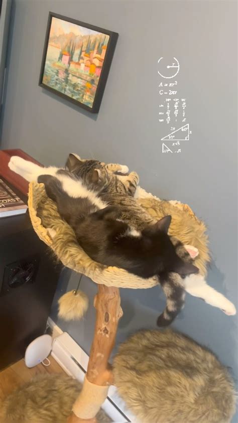 koharik arman drko kittytrio instagram photos and videos